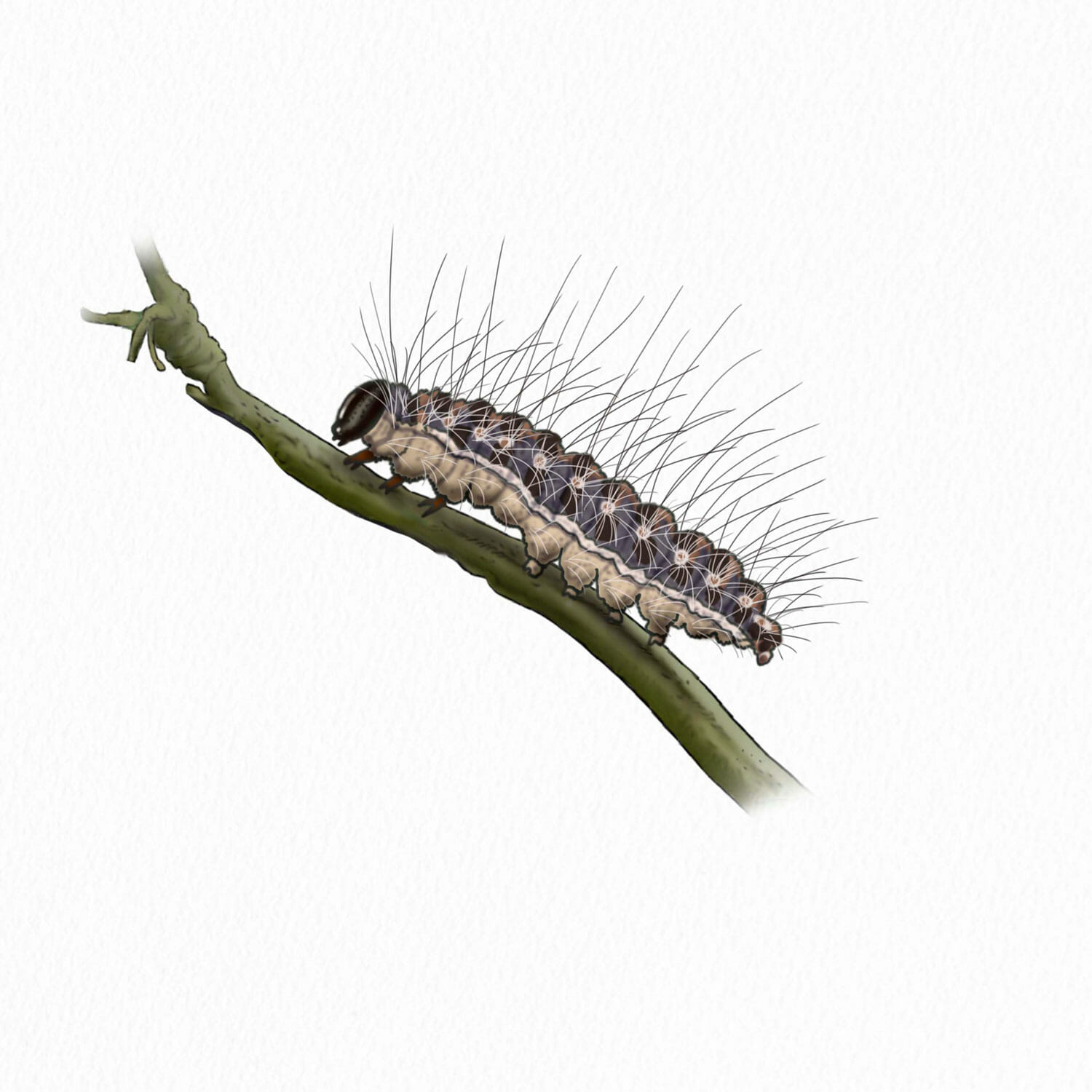 Huiduitslag eikenprocessierups | tips | Drs Leenarts | Dermatoloog