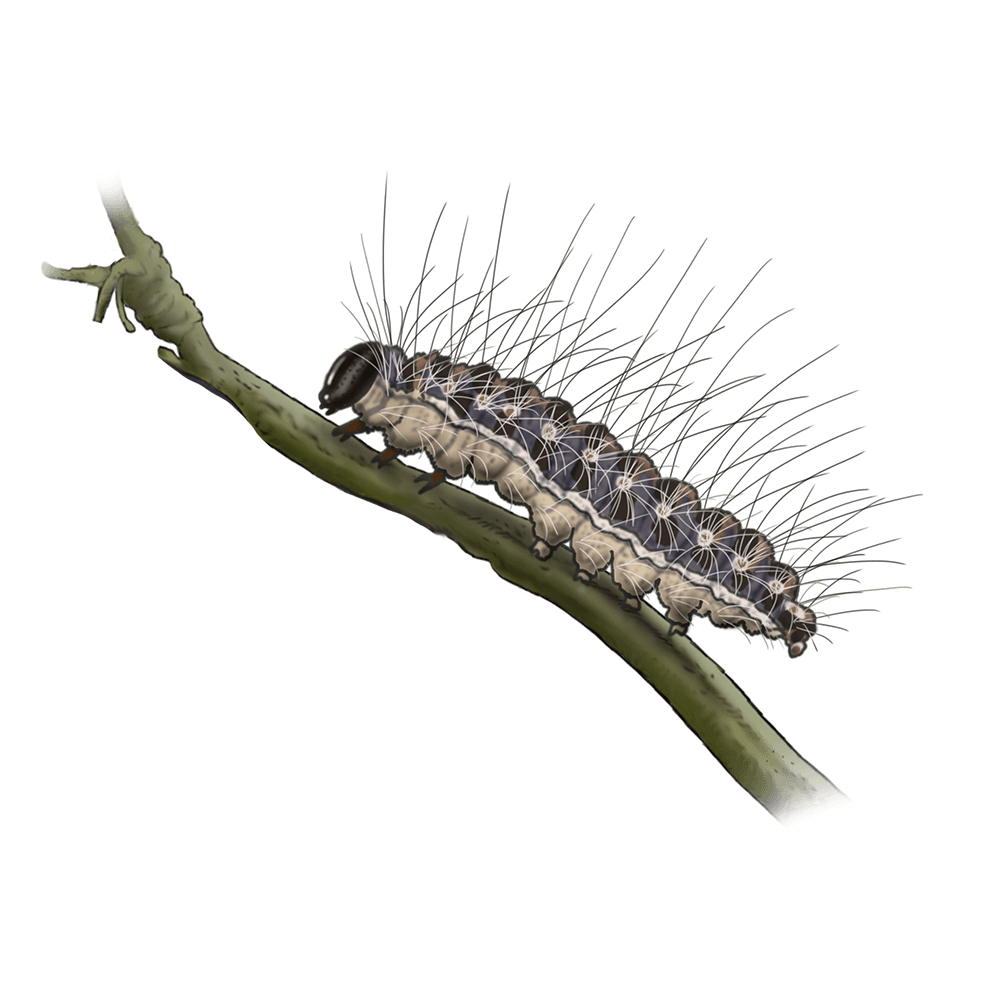 Schurft (scabiës) | oorzaak, klachten & tips | Drs Leenarts | Dermatoloog