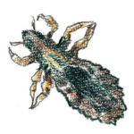 Hoofdluis | luizen herkennen, behandelen | Drs Leenarts | Dermatoloog